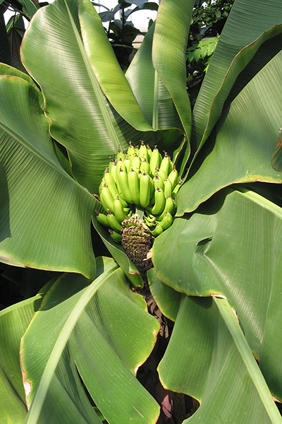 Herbs In Action! | The Mary Jane Berger Foundation